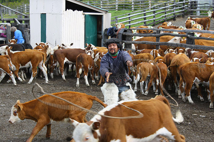 Farm Stay - Working on a Farm Abroad - Chile Inside