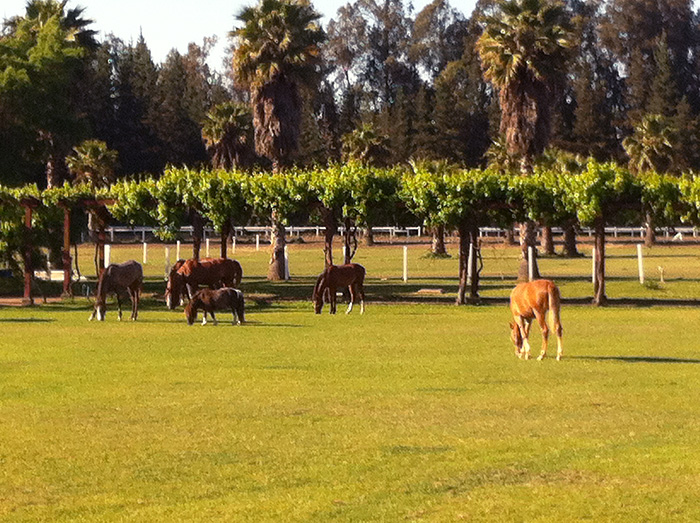 Farm Stay - Working on a Farm Abroad - Chile Inside