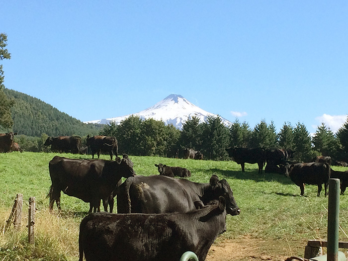 Farm Stay - Working on a Farm Abroad - Chile Inside