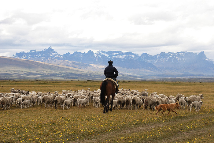 Diversos programas de Farm Stay en Chile - Chile Inside