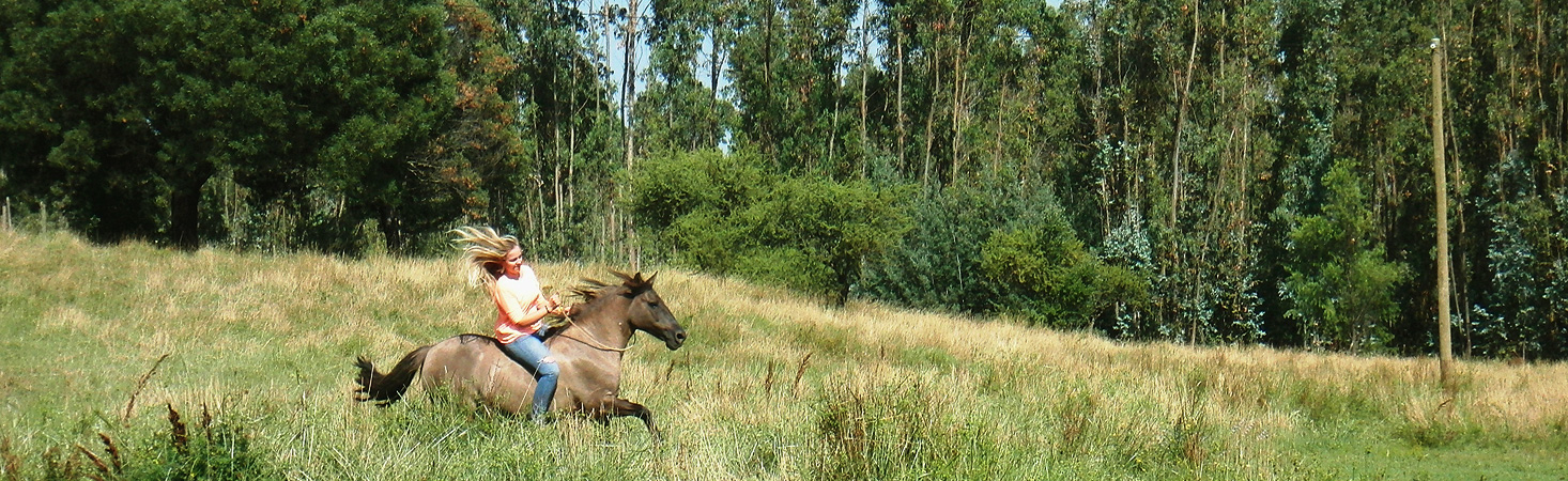 What does Farm Stay mean? Program Information - Chile Inside