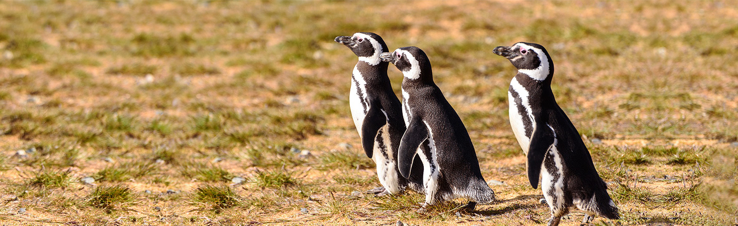 Voluntariado con Animales y Naturaleza - Chile Inside